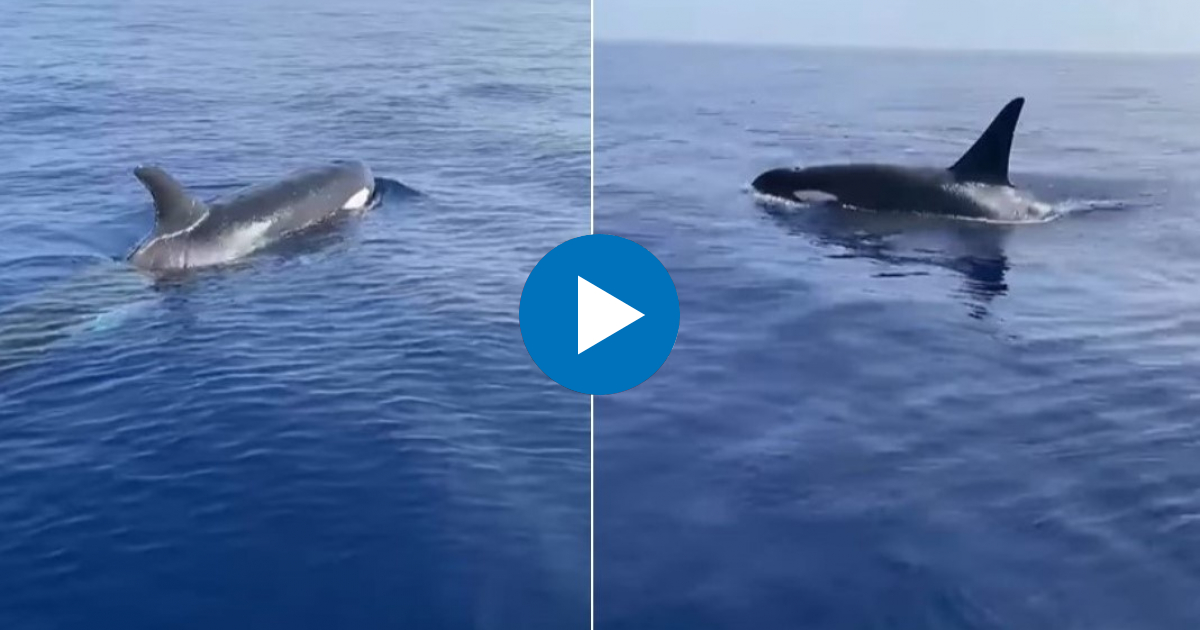 Captan manada de orcas en Key West