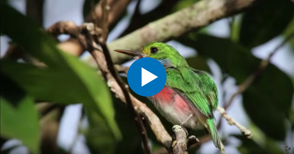 Flora y Fauna de Cuba