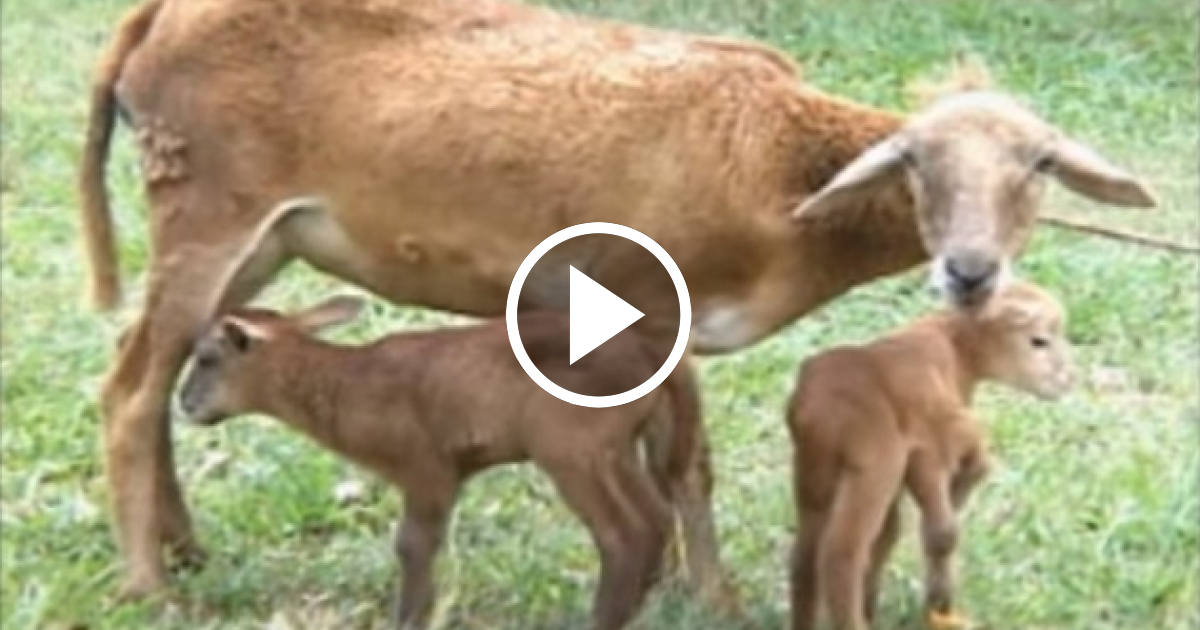 Nació en Cuba un carnero con 6 patas - CiberCuba