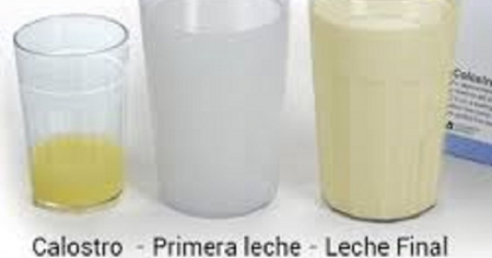 ¿Qué es el calostro?