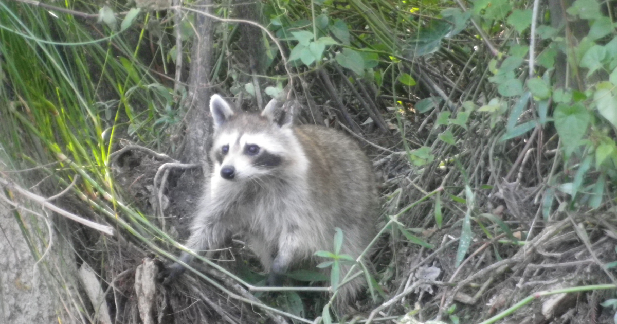 Emiten alerta en Miami por hallazgo de mapaches con rabia
