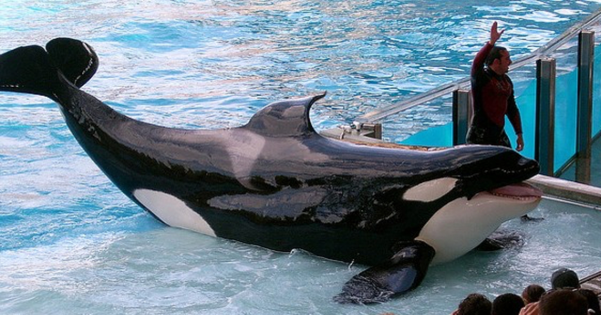 Muere "Kayla", una orca de 30 años exhibida en el SeaWorld de Orlando