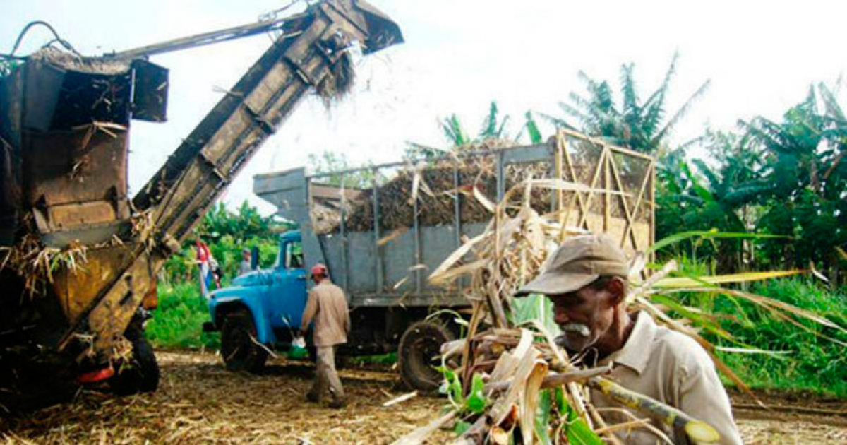 Cosecha de azúcar en Cuba es una de las menores en 120 años