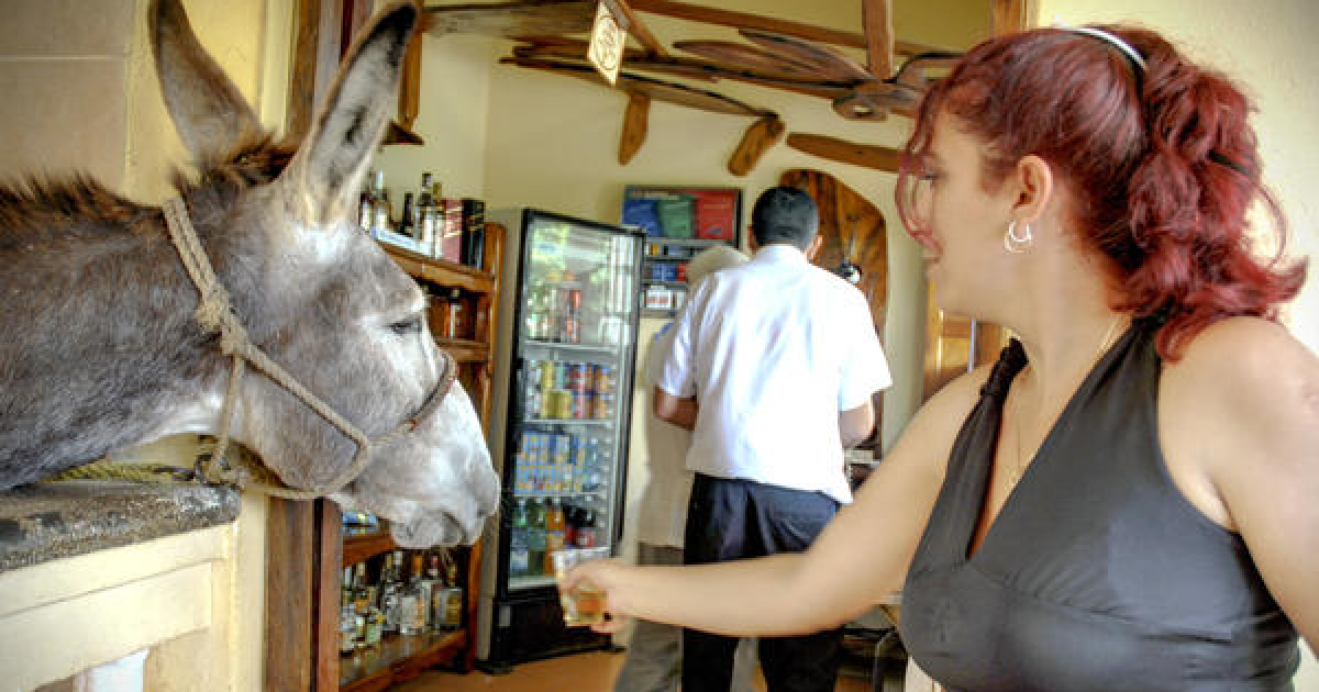 Pancho, el burro cubano que toma cerveza
