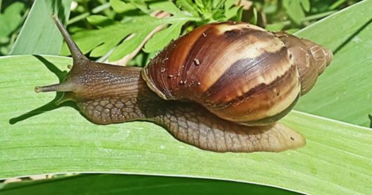 Un cubano caza caracoles africanos y ya sobrepasa los 4000 capturados