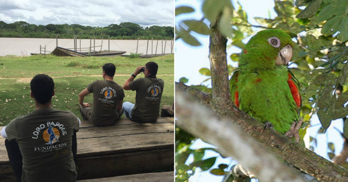 Fundación española contribuye a la conservación del periquito catey en Cuba