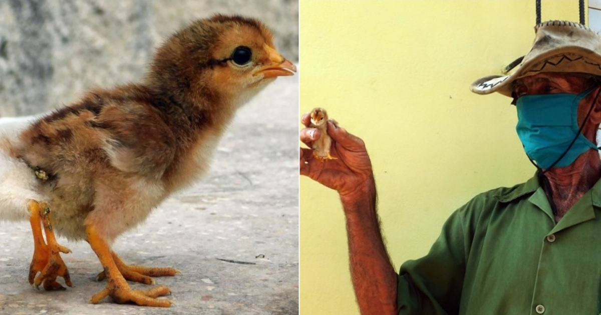 Nace un pollito con cuatro patas en una comunidad rural de Cuba