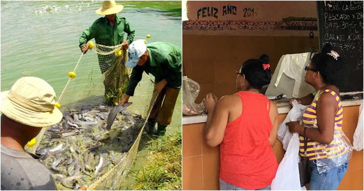 Producen en Cuba toneladas de claria para sustituir el jurel de las ...