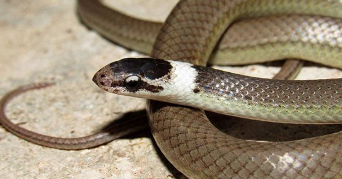 Científicos cubanos descubren nueva especie de culebra