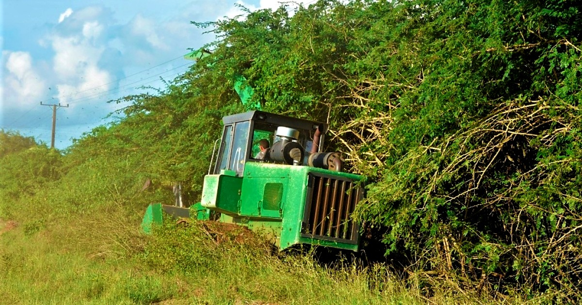 Afectada en Cuba la cosecha de marabú por falta de liquidez