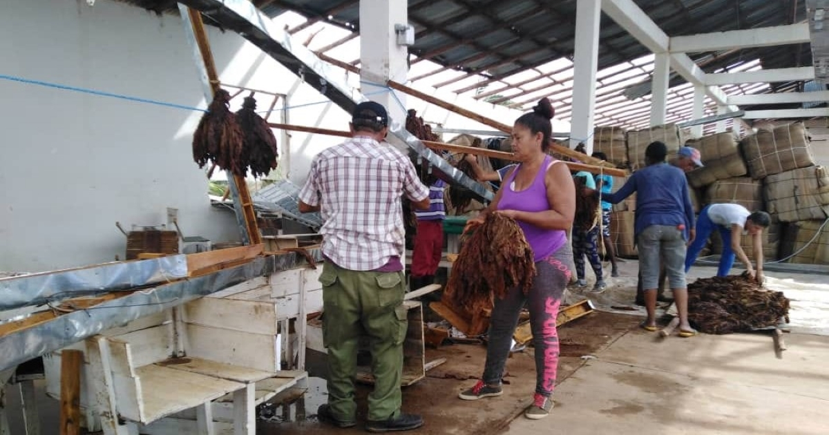 Hasta 220 toneladas de tabaco dañadas por huracán Ian en Pinar del Río