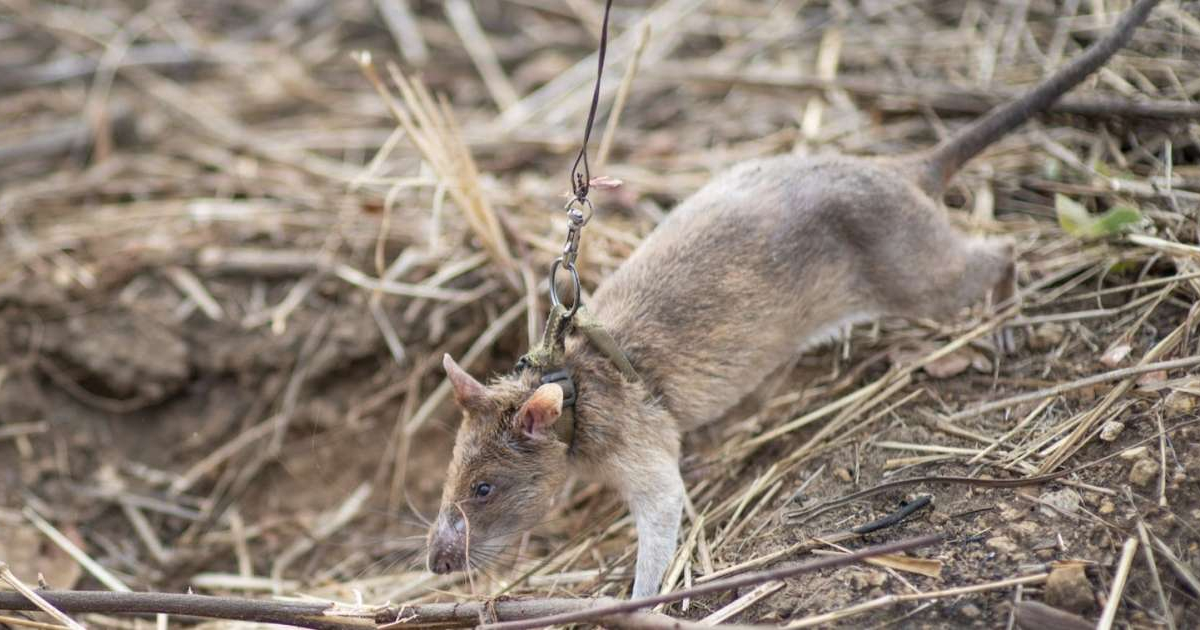 Ratas entrenadas salvan a personas atrapadas entre escombros en Turquía y Siria