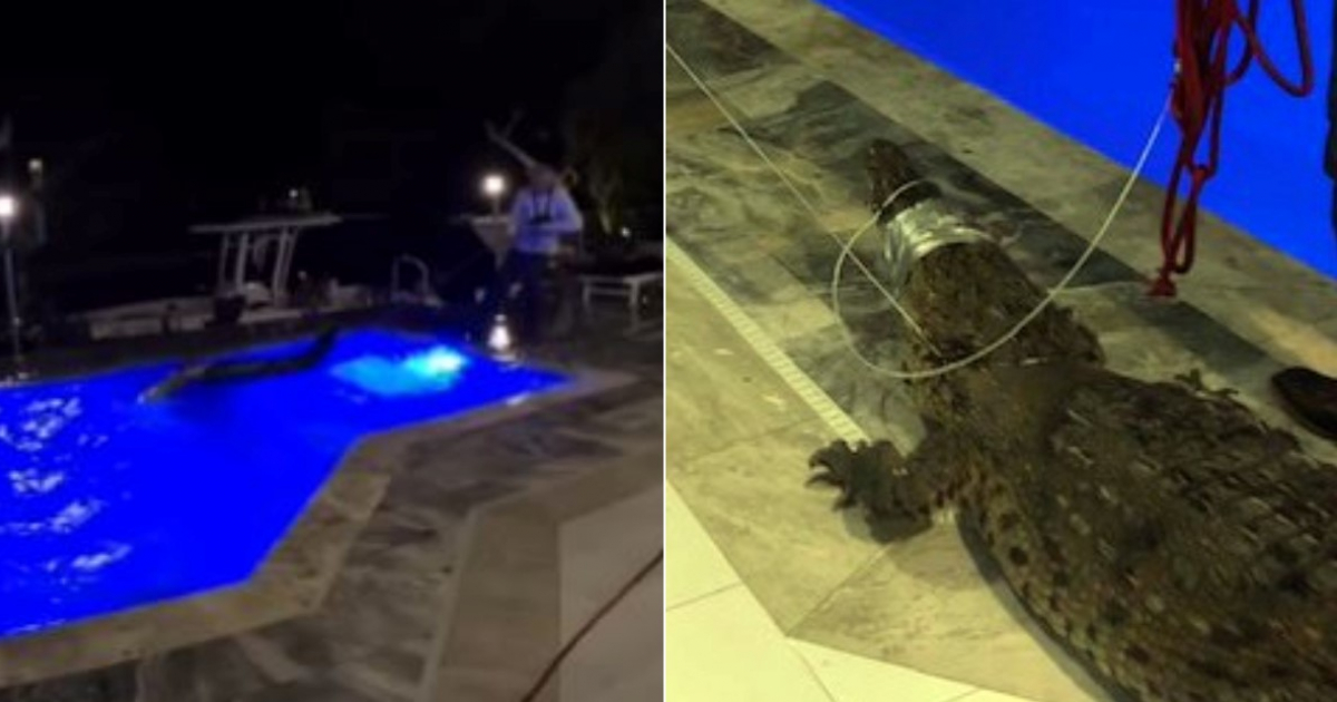 Sacan enorme cocodrilo de una piscina en los Cayos de Florida