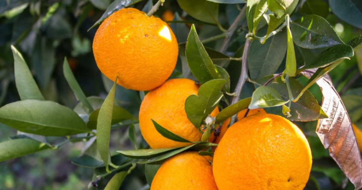 El jugo de naranja con precios de lujo tras desastrosa cosecha en Florida