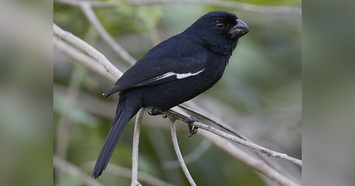 El misterioso canto del Negrito Cubano