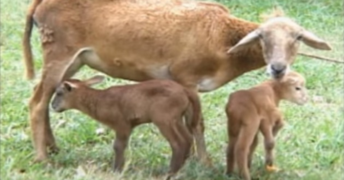 Nació en Cuba un carnero con 6 patas