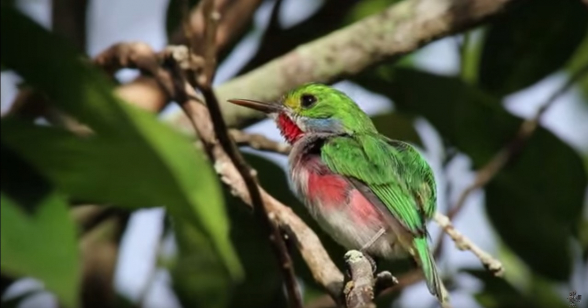 Flora y Fauna de Cuba