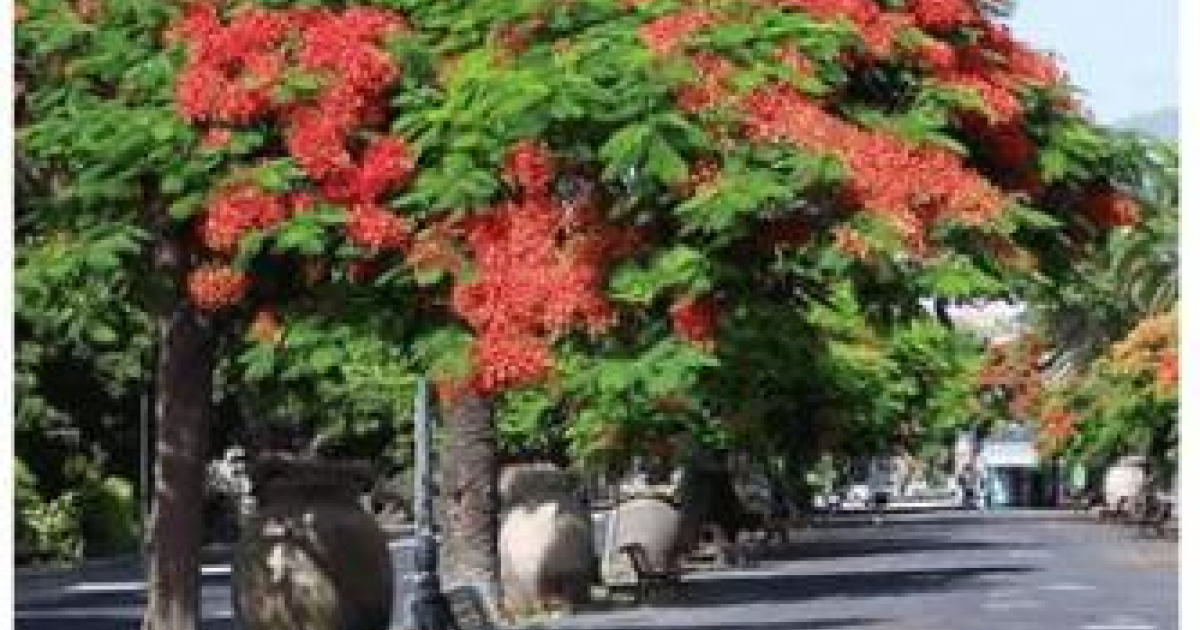 El framboyán árbol presente en toda Cuba