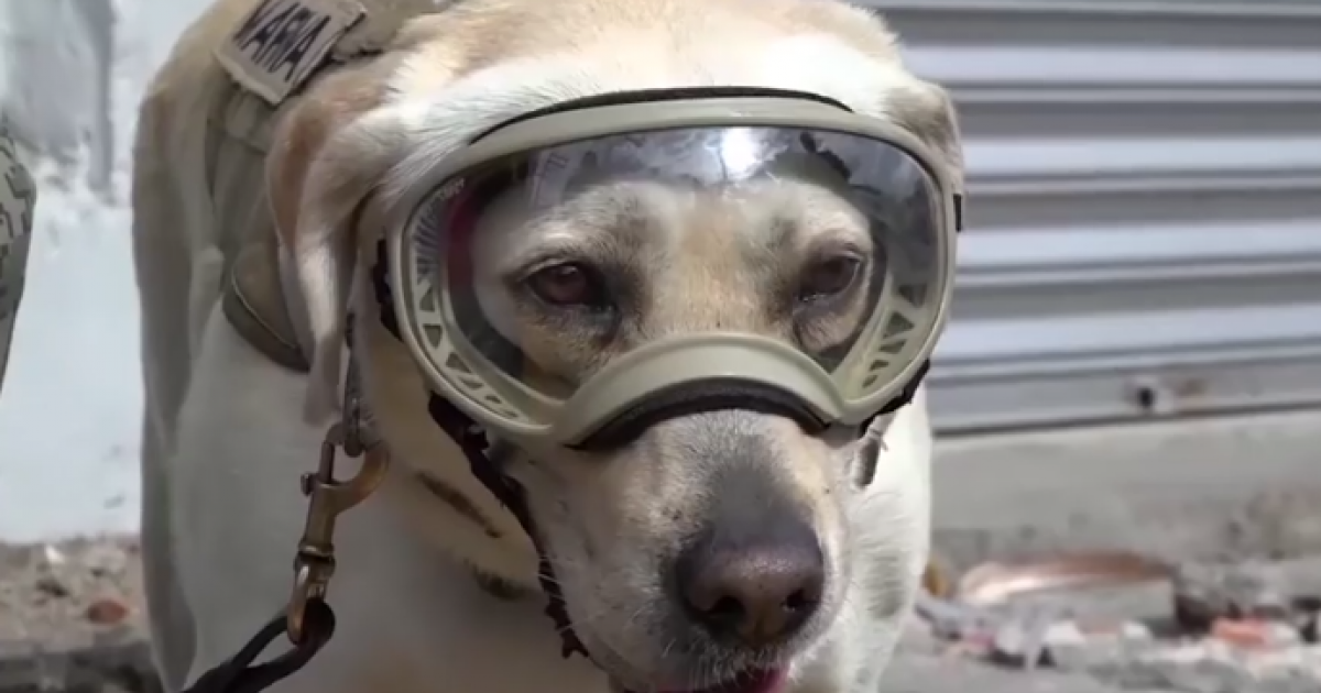 Frida, la perrita mexicana que ha encontrado a más de una decena de ...