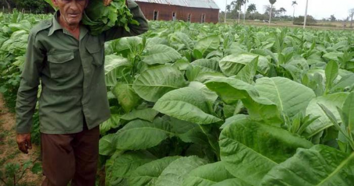 Ruta del Tabaco: nueva atracción turística de Pinar del Río