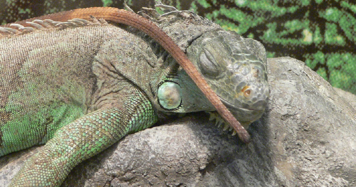 Los animales en Florida están sufriendo las bajas temperaturas de estos ...