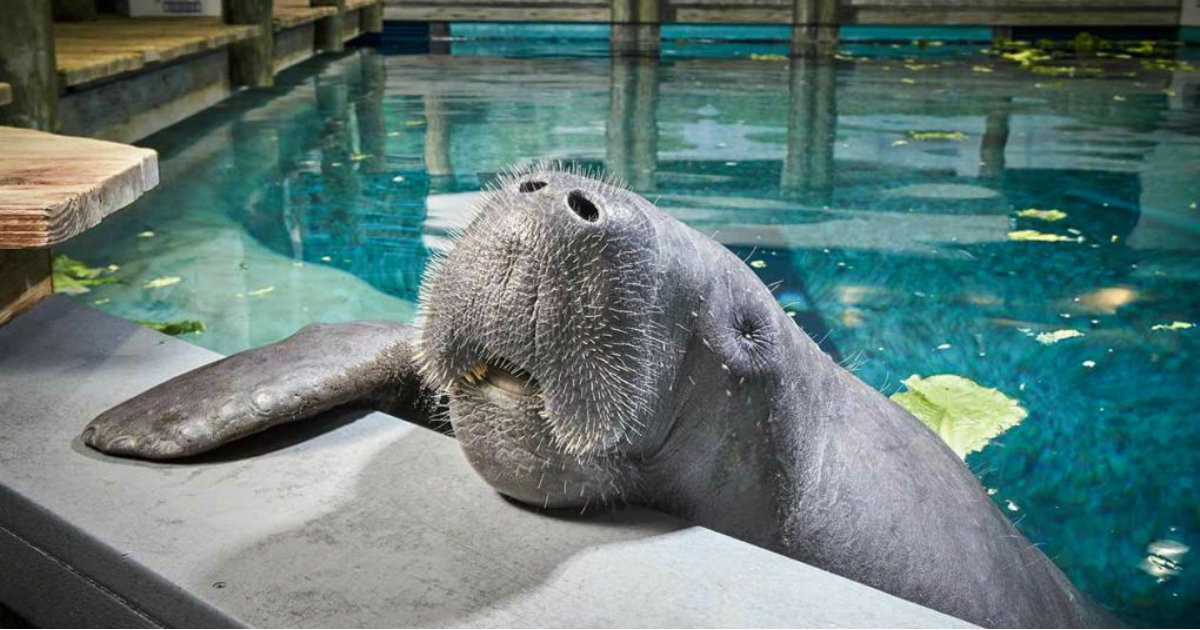 Muere el manatí más viejo del mundo dos días después de cumplir los 69 años