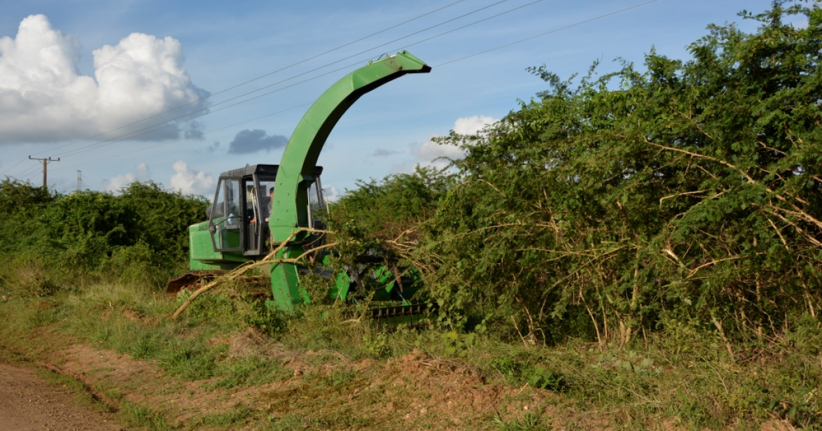 Cuba espera tener este año su primera consechadora de marabú 'made in ...