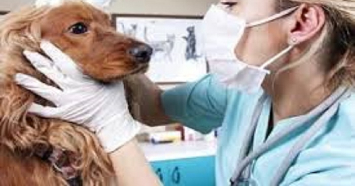 Hay que estar alertas frente a la rabia humana