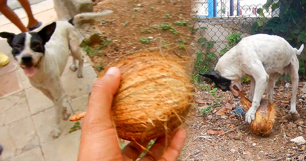 Yanko, el perro 'pelacocos' de Cuba